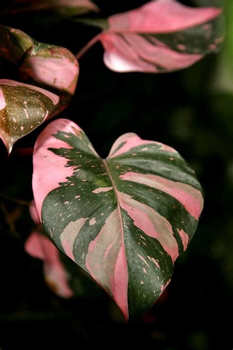 Pink Princess Plant Price At Qiana Flowers Blog