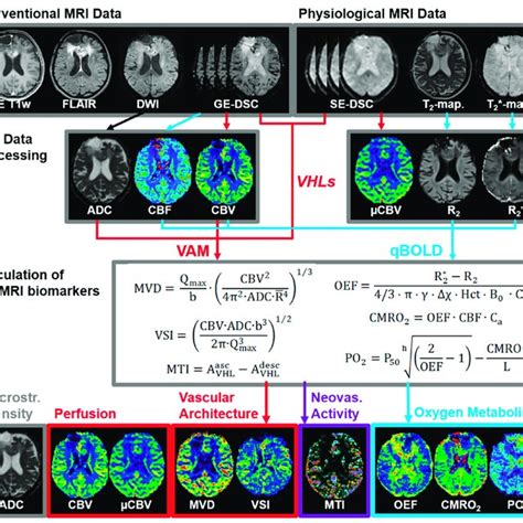 The Pipeline For Mri Data Processing And Calculation Of Mri Biomarker
