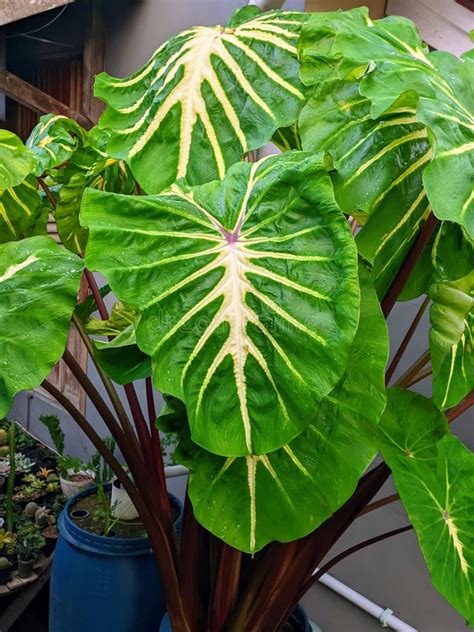 Elephant Ear Plant Colocasia Esculenta White Lava Tropical Plants Stock