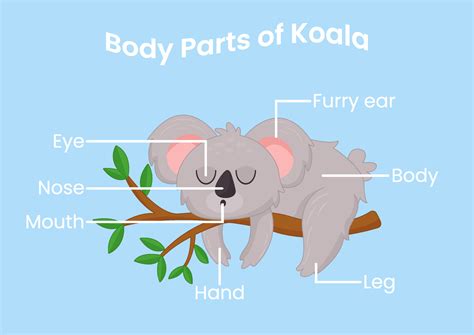 Koala Image Stock Image Du Manger Mangez Mastication Jeune Vache Photo