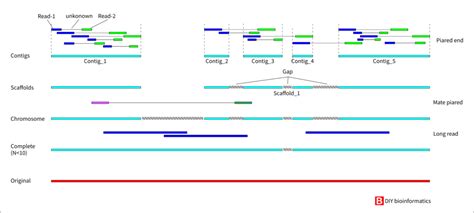 Contig Scaffold Chromosome Completeの違い Diy Bioinformatics