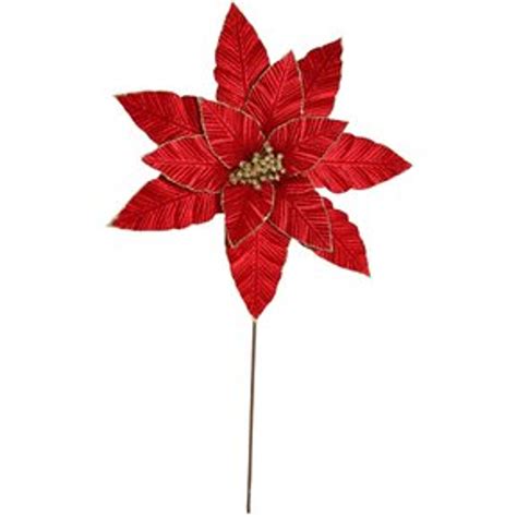 Poinsettia Flor Estrella Roja Con Bordes Dorados