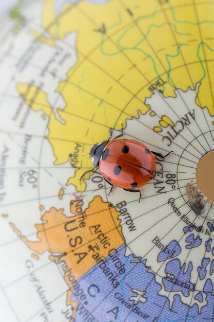 Premium Photo Ladybug On A Little Colorful Model Globe