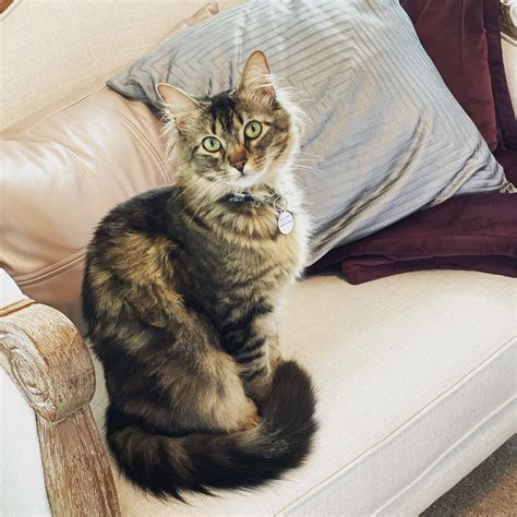 Pluto 1 Month Ago And Today So Happy For Him That Hes Feeling Much Better And Is The Sweetest