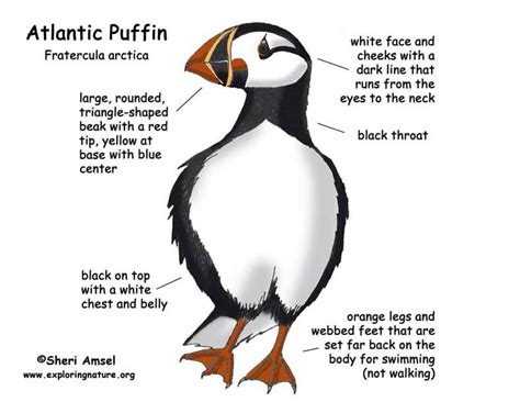 Atlantic Puffin Common Puffin Facts Diet Life Cycle