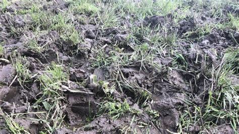Notman Seeds Provide Tips For Re Sowing Pugged Pasture Crops Dairy