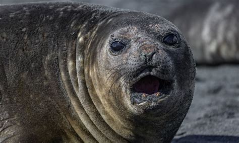 Southern Elephant Seal Guide Size Predators Diet And Habitat