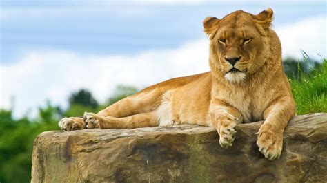 924 Lioness Drinking Water Rare Gallery Hd Wallpapers