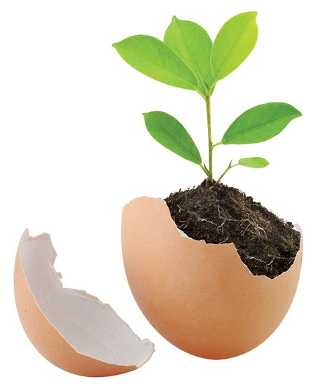 Young Green Plant With Soil In Eggshell 19013054 Png