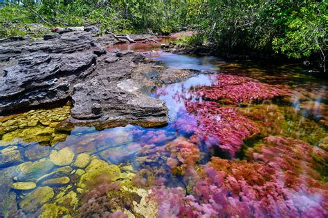 Colombias ‘liquid Rainbow Puts On A Stunning Natural Display