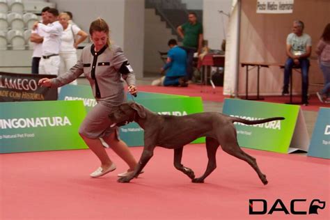 53ª Exposição Especial Do Dacplamego Dacp Dogue Alemão Clube De