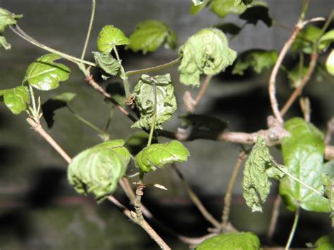 Field Maple Problems