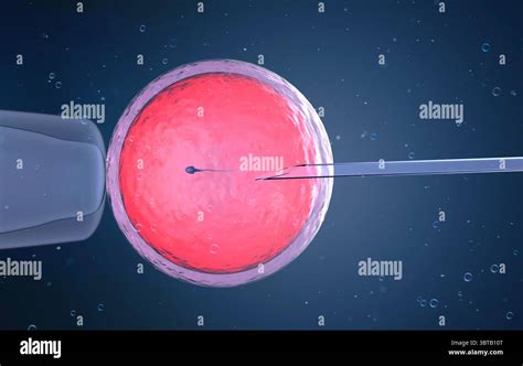 3d Rendering Ovum With Needle For Artificial Insemination Or In Vitro