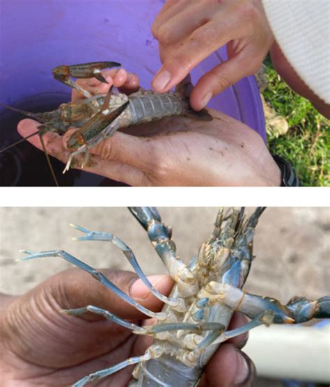 Crayfish On The Move First Record Of Redclaw Crayfish In Kruger