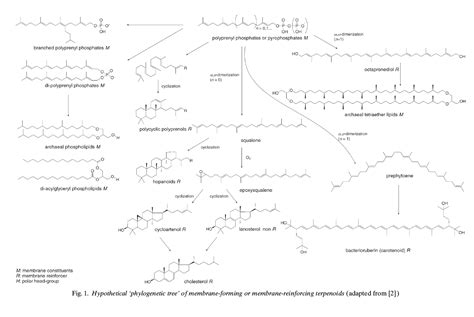 Hyperlipid Polyprenyl Derivatives At The Origin Of Life