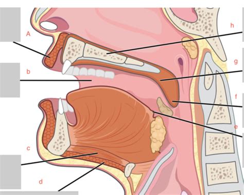 DIGESTIVE SYSTEM Flashcards Quizlet