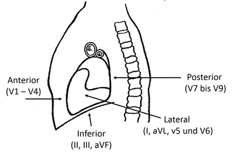 Weitere Ableitungssysteme Fokus Ekg