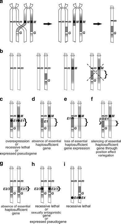 The Sex Locus Is Tightly Linked To Factors Conferring Sex Specific