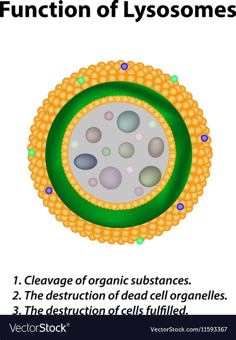 Lysosome Function