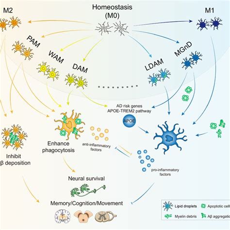 The Proposed Model Of Dynamic Microglial Phenotypes During The Download Scientific Diagram