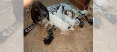 Щенки купить в Красных Ткачах Животные и зоотовары Авито