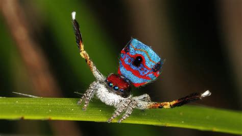 Sparklemuffin Peacock Spider What You Need To Know Inky Waves