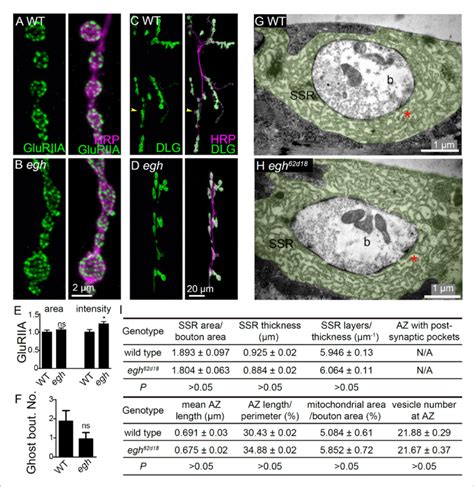Postsynaptic Differentiation Is Normal In Egh Mutants A And B Download Scientific Diagram