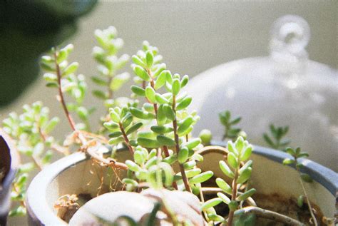 О Мозаике Chub Chubbs — Livejournal