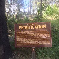 Petrified Forest Calistoga All You Need To Know Before You Go