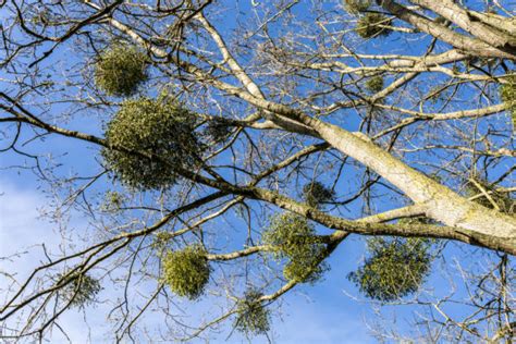 Mistletoe Is Actually A Parasite Sciencealert