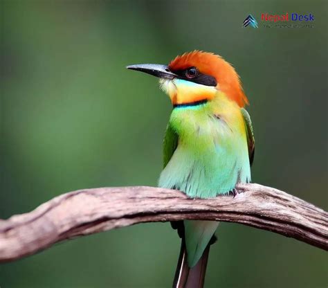 Chestnut Headed Bee Eater Colorful Avian Delight Nepal Desk