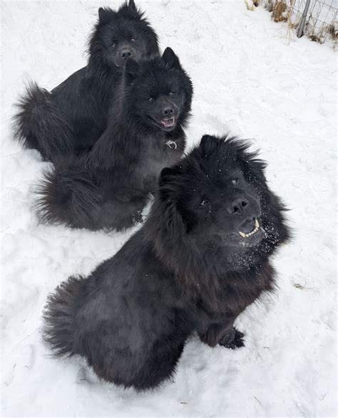 My Snow Gremlins Rrarepuppers