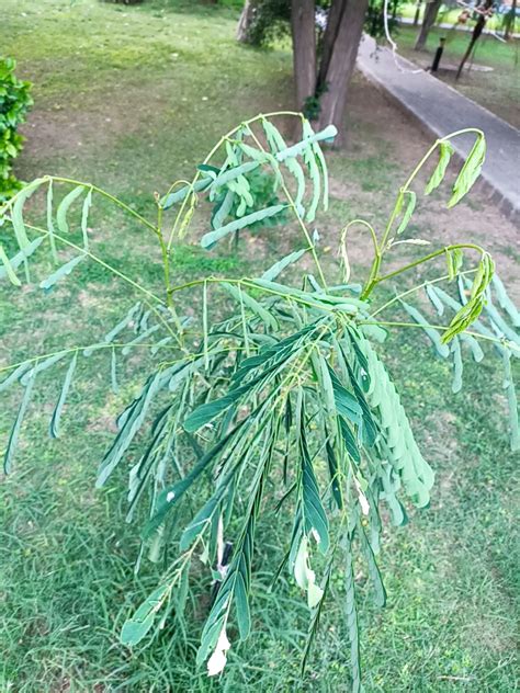 Ficus Benghalensis Biodiversity At Lums