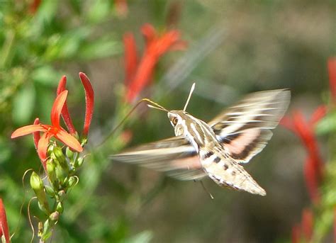 Hummingbird Hawk Moth And Hummingbird