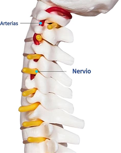 Anatomía De La Columna Y La Pelvis