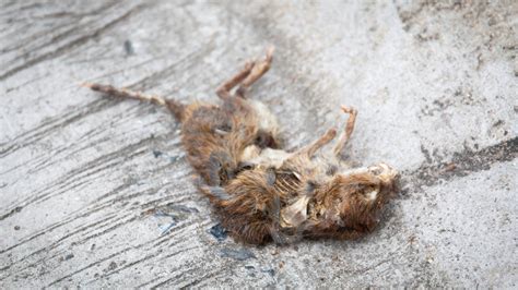 How To Properly Dispose Of A Dead Animal