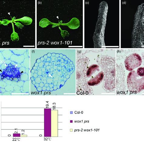 Incisions At Lateral Regions Of I 1 Leaf Primordia Resulted In