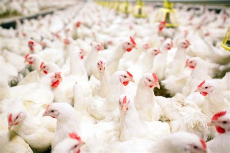 Pesticides And Insecticides Used In Poultry Industries English
