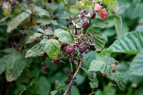 Raspberry Diseases Identifying And Curing Plantura
