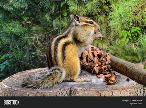 Funny Fluffy Chipmunk Image And Photo Free Trial Bigstock