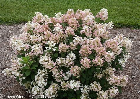 Little Quick Fire® Panicle Hydrangea Hydrangea Paniculata Proven Winners
