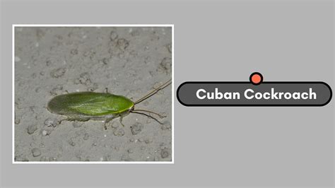 36 Types Of Cockroaches Names And Global Variety Of Species