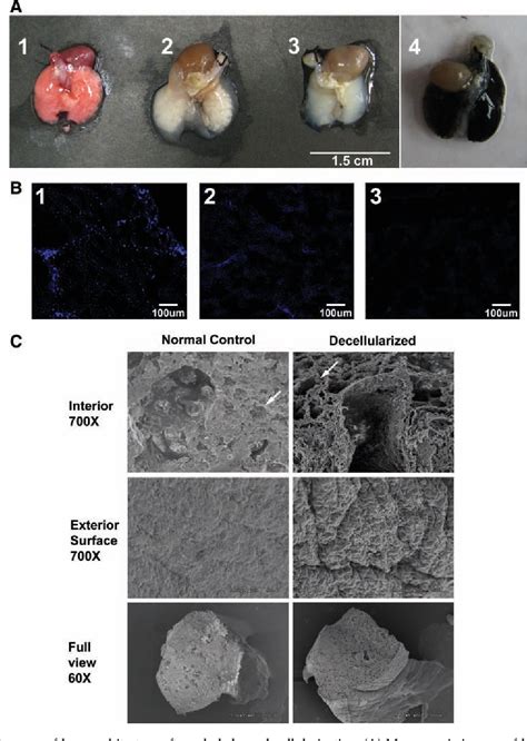Figure 1 From Development Of A Decellularized Lung Bioreactor System