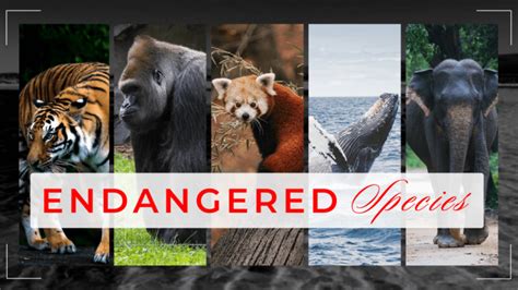 The 15 Most Endangered Species From Blue Whales To Asian Elephants
