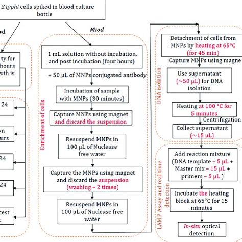 Flowchart Showing Detail Protocol For Conventional Method And Dna Based