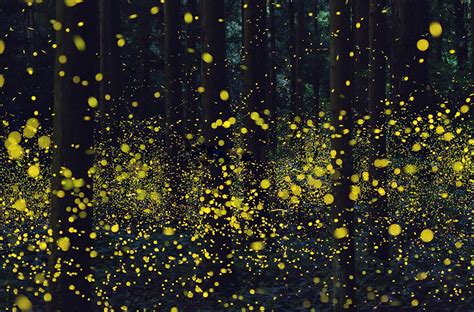 Surreal Photos Of Fireflies From Japans 2016 Summer Bored Panda