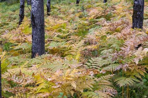 Pteridium Aquilinum Bracken Fern