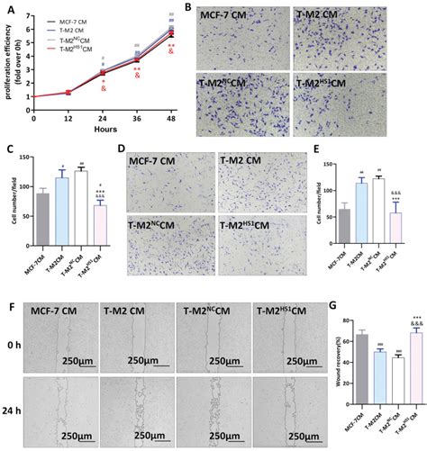 Cd206 Modulates The Role Of M2 Macrophages In The Origin Of Metastatic