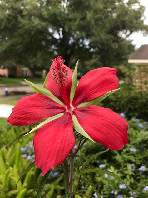 Texas Flowers Fine Gardening