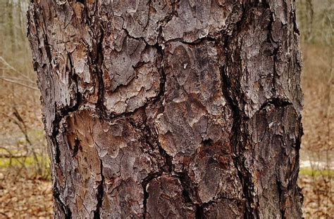 Pine Tree Bark Identification